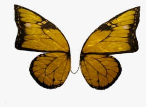 Hi Guys, - Riodinidae PNG Image | Transparent PNG Free Download on SeekPNG