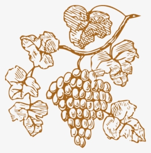 Golden Grapes Clip Art - Gold Grapes Clipart PNG Image | Transparent ...