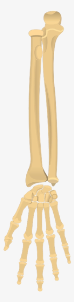 Bones, Part - Human Skeleton Anterior And Posterior View PNG Image ...