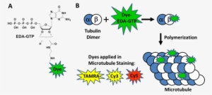 A) Chemical Structure Of Dye Eda Gtp Conjugates - Everything You Need ...