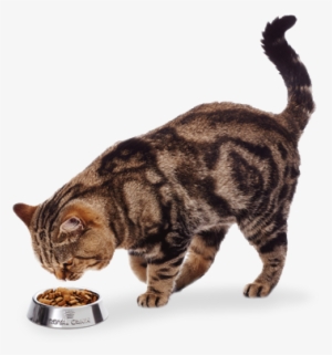 Cat Food - Cat Food Pixel Art PNG Image | Transparent PNG Free Download ...