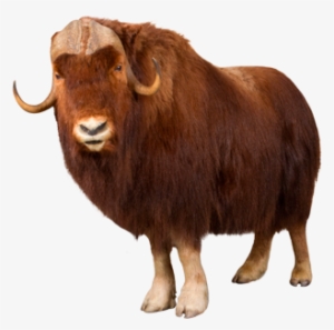3d View - Musk Ox Transparent Background PNG Image | Transparent PNG ...