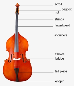 Double Bass Parts PNG Image | Transparent PNG Free Download on SeekPNG