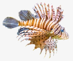 Picture - Lion Fish No Background PNG Image | Transparent PNG Free ...