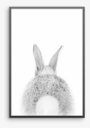 Bunny Tail - Domestic Rabbit PNG Image | Transparent PNG Free Download ...