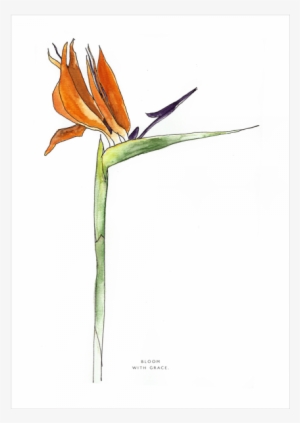 Png Transparent Download Amaryllis Drawing Tonal - Bird Of Paradise PNG ...