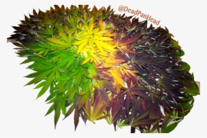 Black Leaf Alien - Annual Plant PNG Image | Transparent PNG Free ...