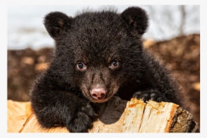 Black Bear Cub Face PNG Image | Transparent PNG Free Download on SeekPNG