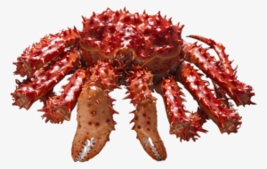 Fresh Crabs - Freshwater Crab PNG Image | Transparent PNG Free Download ...
