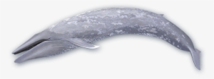 Blue Whale Png Photo - Baleen Whale Png PNG Image | Transparent PNG ...