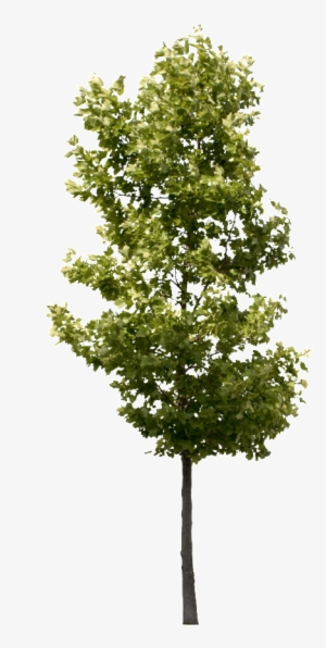 Tree Render, Street Trees, Deciduous Trees, Photo Tree, - High Quality ...