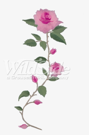 Long Stem Pink Rose - Long Stem Flower Png PNG Image | Transparent PNG ...