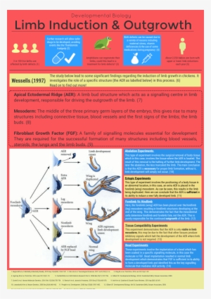 Limb Bud Induction & - Apical Ectodermal Ridge PNG Image | Transparent ...