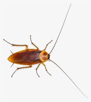 Cucaracha - Anatomy PNG Image | Transparent PNG Free Download on SeekPNG