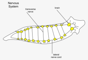 Planaria Nervous - Planaria Png PNG Image | Transparent PNG Free ...