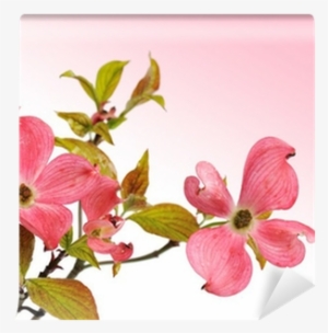 Flowering Dogwood PNG Image | Transparent PNG Free Download on SeekPNG