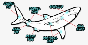Main Parts Of A Shark PNG Image | Transparent PNG Free Download on SeekPNG