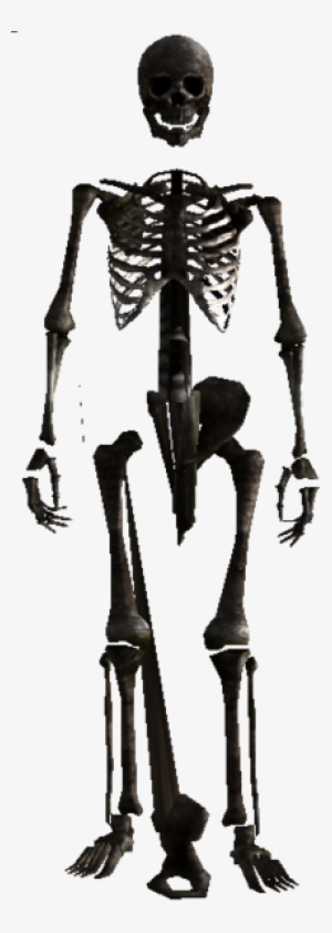 Skeleton - Fallout New Vegas Skeleton PNG Image | Transparent PNG Free ...