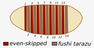 Even Skipped And Fushi Tarazu PNG Image | Transparent PNG Free Download ...