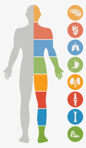 90 Essential Nutrients - Body Health PNG Image | Transparent PNG Free ...