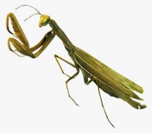 Praying Mantis Art - Praying Mantis Side View PNG Image | Transparent ...