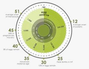 Egg Reserve - Infertility PNG Image | Transparent PNG Free Download on ...