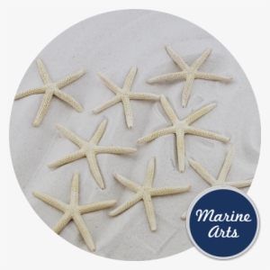 Starfish Bleached Small - Beach PNG Image | Transparent PNG Free ...