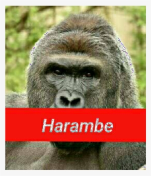 Model Image Graphic Image - Harambe Face PNG Image | Transparent PNG ...