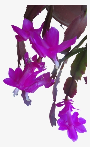 Cattleya PNG Image | Transparent PNG Free Download on SeekPNG