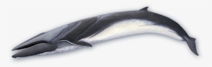 Fin Whale - Fin Whale Transparent PNG Image | Transparent PNG Free ...