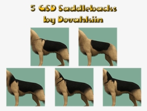 German Shepherd/saddleback Markings By Dovahkiin Kennel - Saddleback ...