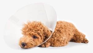 Dog With Cone On Its Head - Dog PNG Image | Transparent PNG Free ...