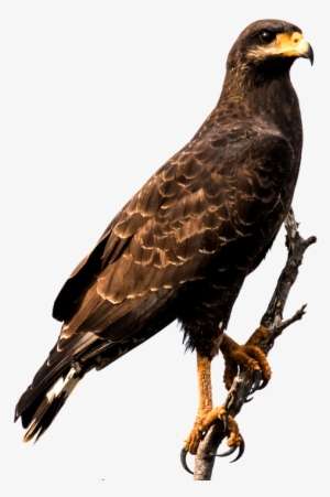 Eagle, Cuba, Bird, Raptor, Caribbean, Predator - Eagle Sitting Png PNG ...