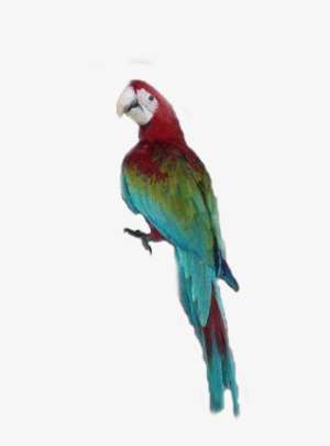 Macaw Transparent - Macaw PNG Image | Transparent PNG Free Download on ...
