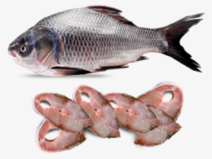 Katla Katapona Catla Fish - Katla Fish PNG Image | Transparent PNG Free ...