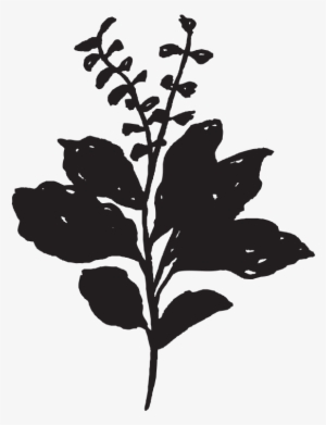 Holy Basil PNG Image | Transparent PNG Free Download on SeekPNG
