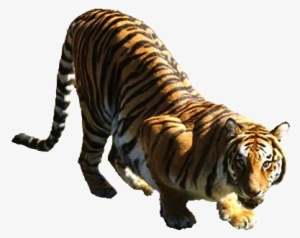 Tiger Woods No Background PNG Image | Transparent PNG Free Download on ...