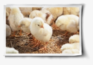 Baby Chicken Fur PNG Image | Transparent PNG Free Download on SeekPNG