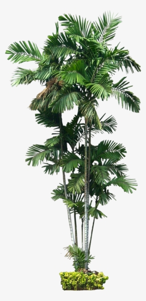 Tropical Tree Png