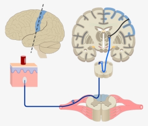 Touch Pathway - Sensory Nervous System PNG Image | Transparent PNG Free ...