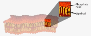 Illustration Of A Cell Membrane - Cell Membrane PNG Image | Transparent ...