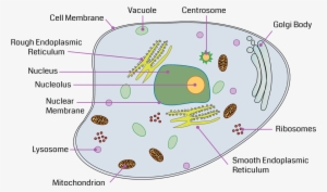 Review The Major Organelles And Their Functions As - Organelles Of A ...
