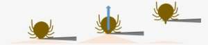 Removing A Tick With Tweezers - Tick PNG Image | Transparent PNG Free ...