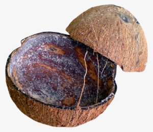 Coconut Shell Png Transparent Image - Coconut Shell Png PNG Image ...