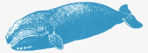 North Atlantic Right Whale PNG Image | Transparent PNG Free Download on ...