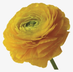 Ranunculus - Yellow Ranunculus Png PNG Image | Transparent PNG Free ...