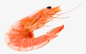 Red Shrimp Png Transparent Image - Shrimp Png PNG Image | Transparent ...