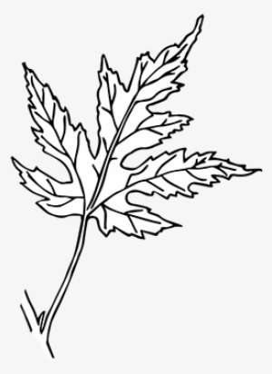 Lobed - Canadian Silver Maple Leaf PNG Image | Transparent PNG Free ...