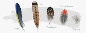 Birds Feathers With Name PNG Image | Transparent PNG Free Download on ...