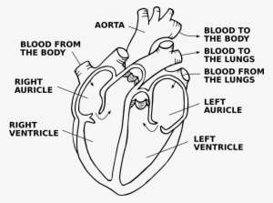 Medium Image - Annotated Photo Of A Heart PNG Image | Transparent PNG ...